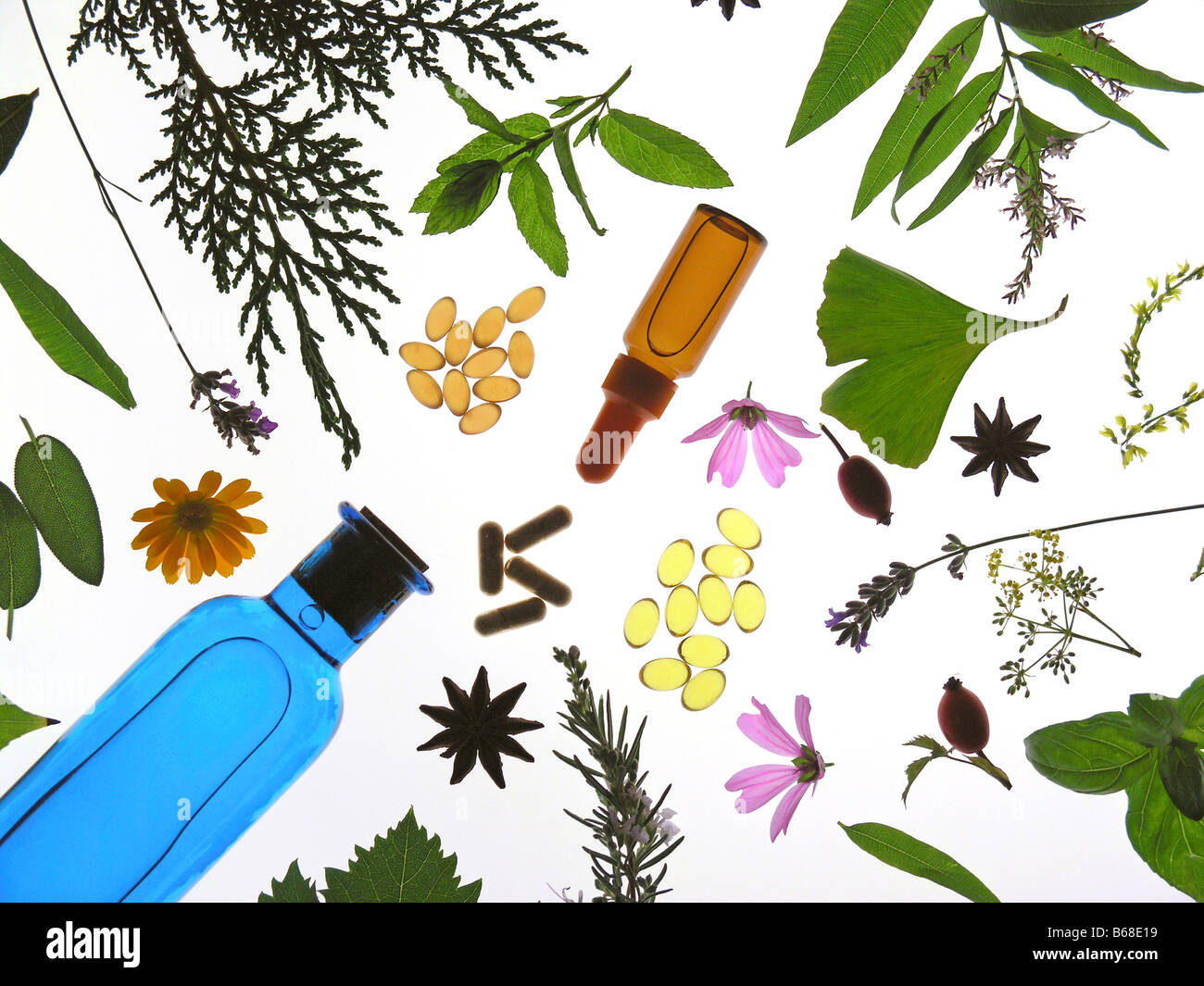 Medicinal plants medicinal plant Cut Out Stock Images & Pictures - Alamy