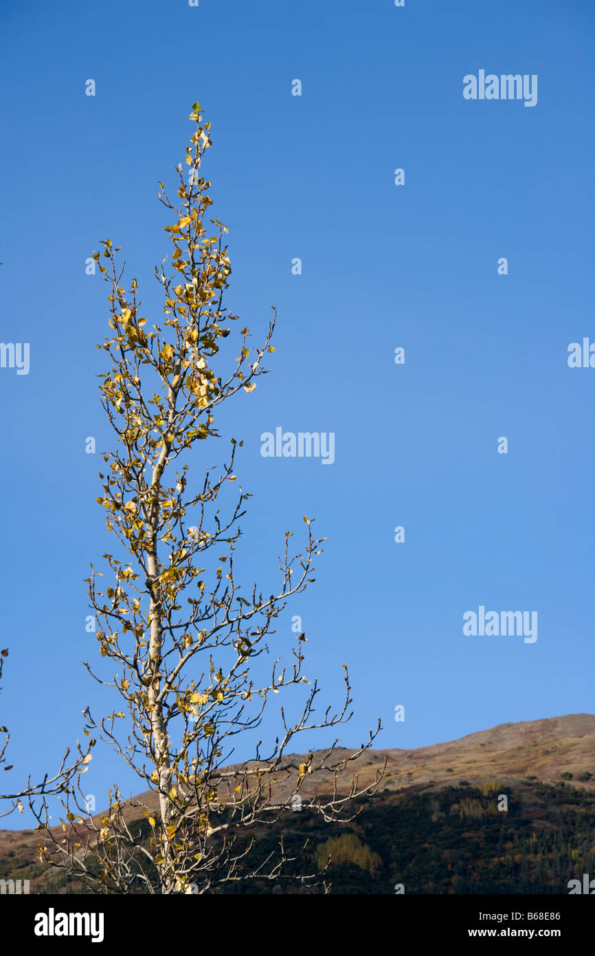 USA Alaska Denali National Park Lone birch tree shows yellow leaves in ...