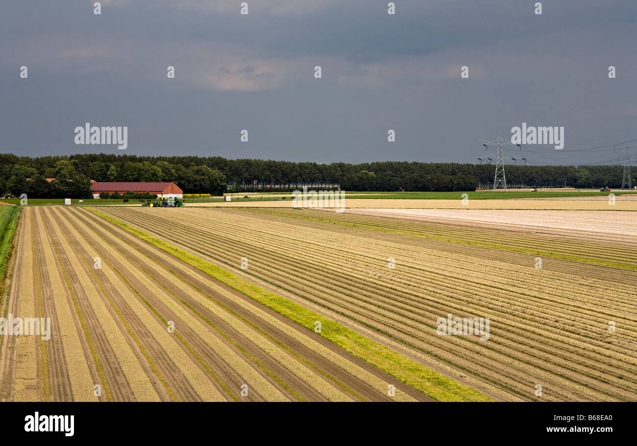 Netherlands holland dutch farming agriculture hi-res stock photography ...