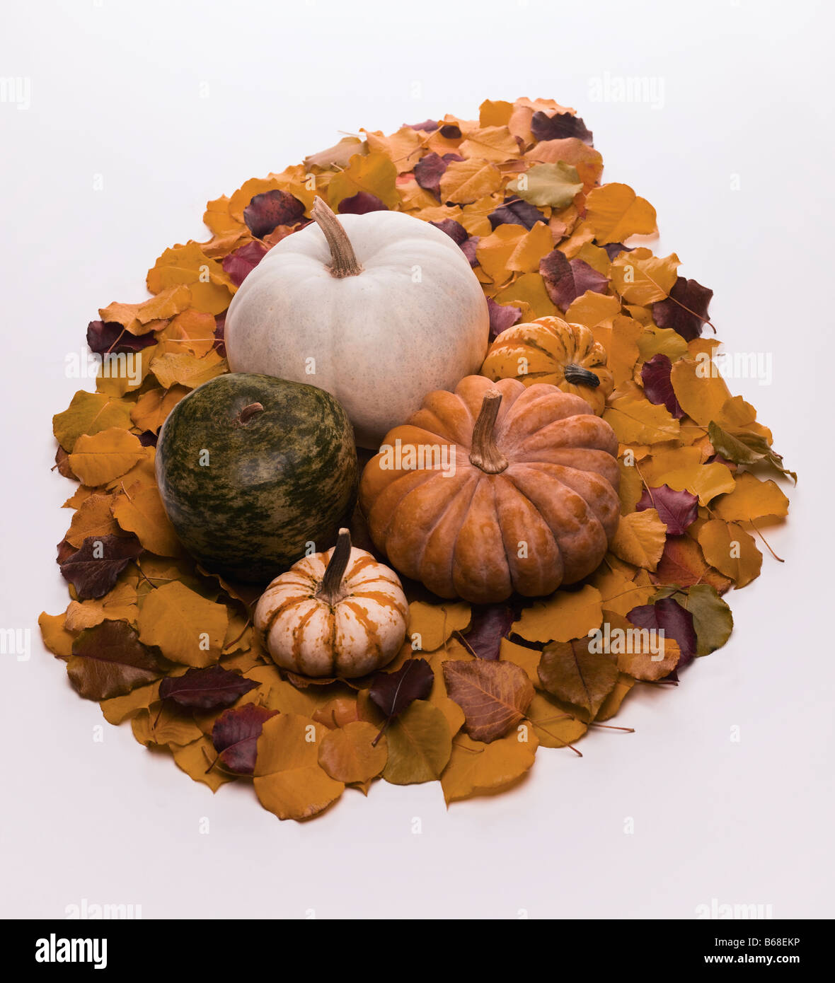 Vertical pumpkins hi-res stock photography and images - Alamy