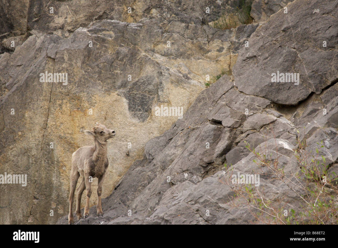 Big Horn Sheep Calf in Jasper Stock Photo - Alamy