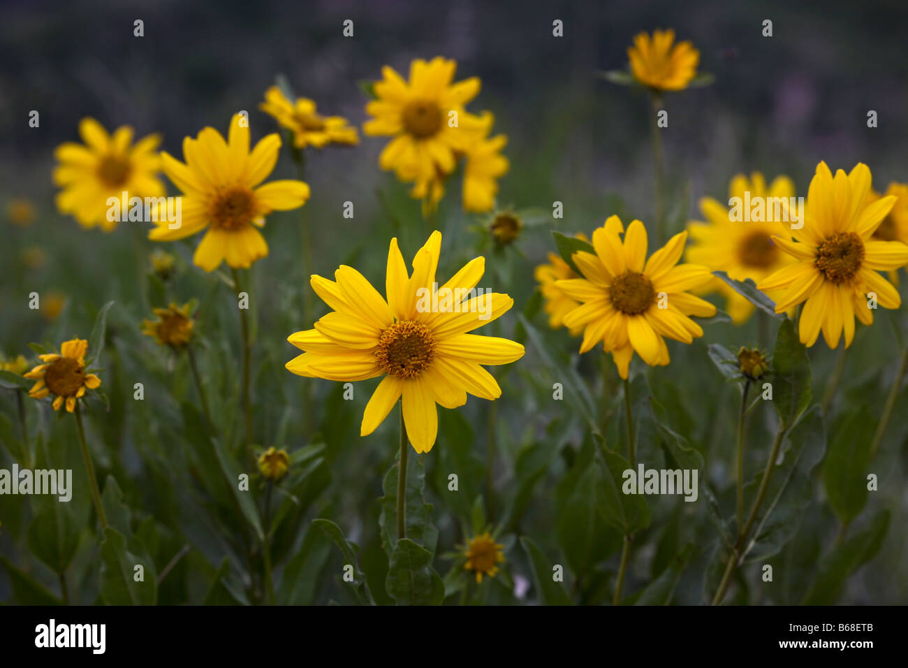 Bright yellow sunflowers blooming during early June in the Wasatch ...