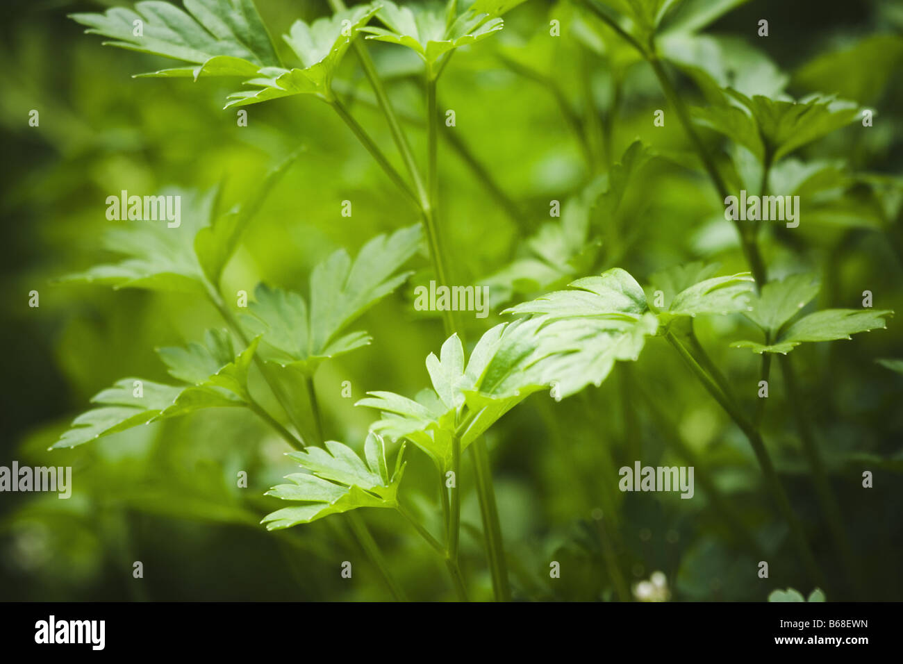 Chervil herb hi-res stock photography and images - Alamy