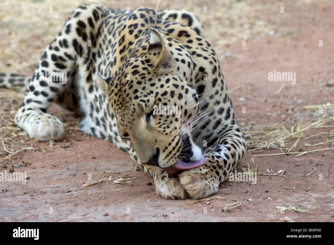 A Leopard grooming itself after feeding at The Africat Foundation ...