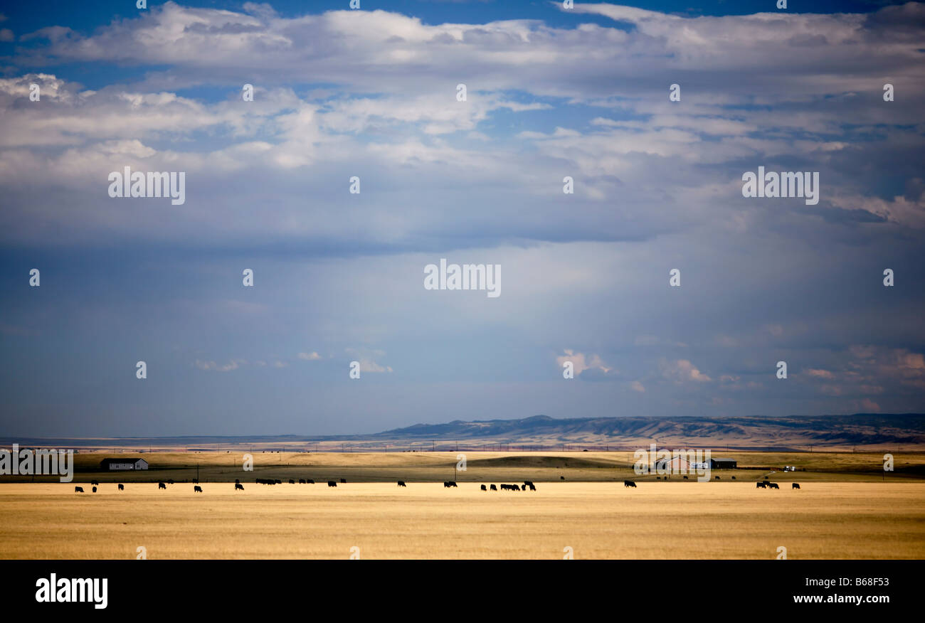 Cattle graze under the big sky in southern Wyoming Stock Photo - Alamy