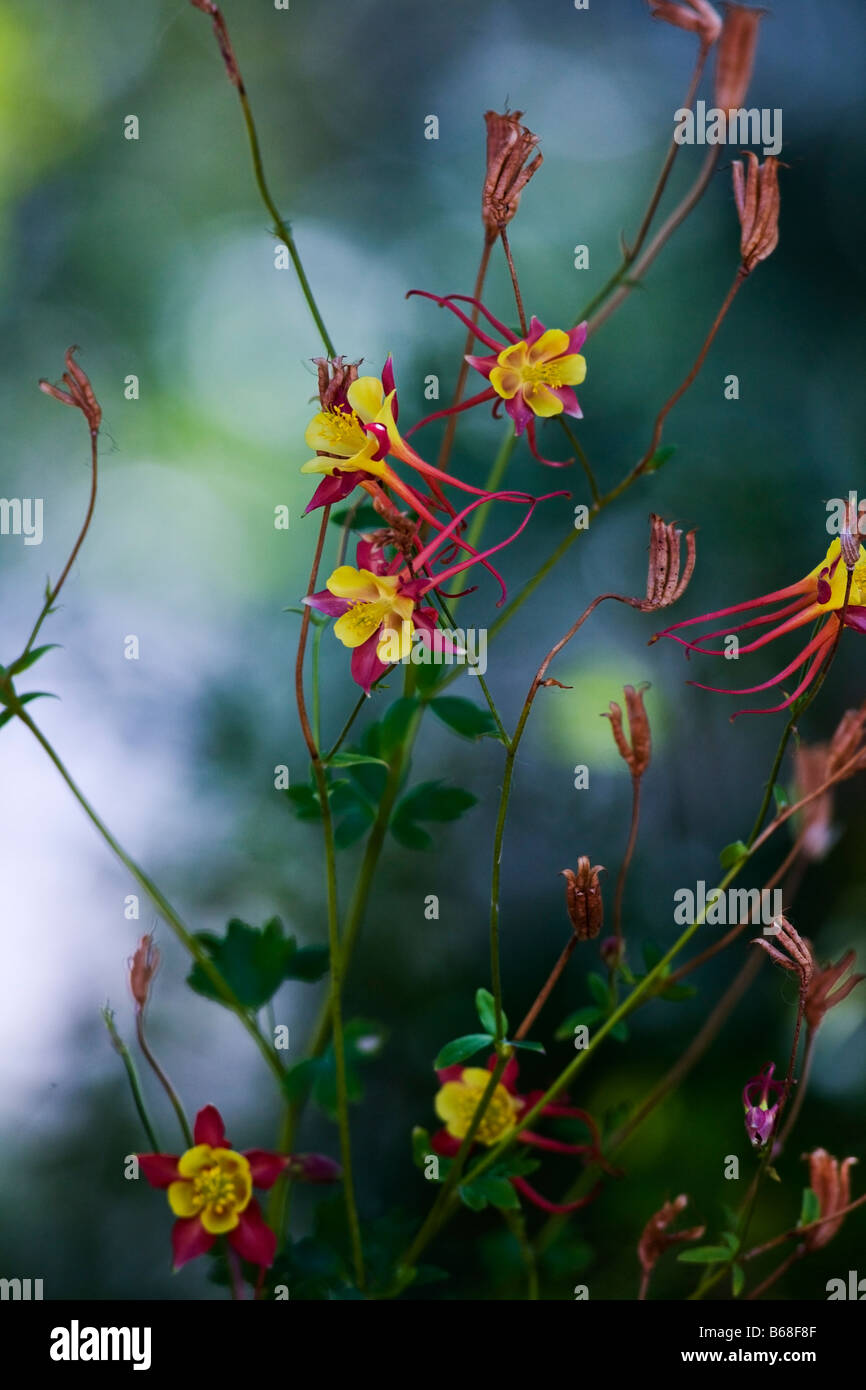 Columbine foliage hi-res stock photography and images - Alamy