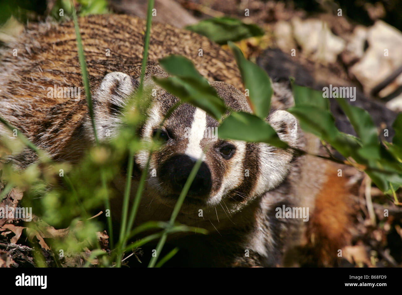 American badger badger in hi-res stock photography and images - Alamy