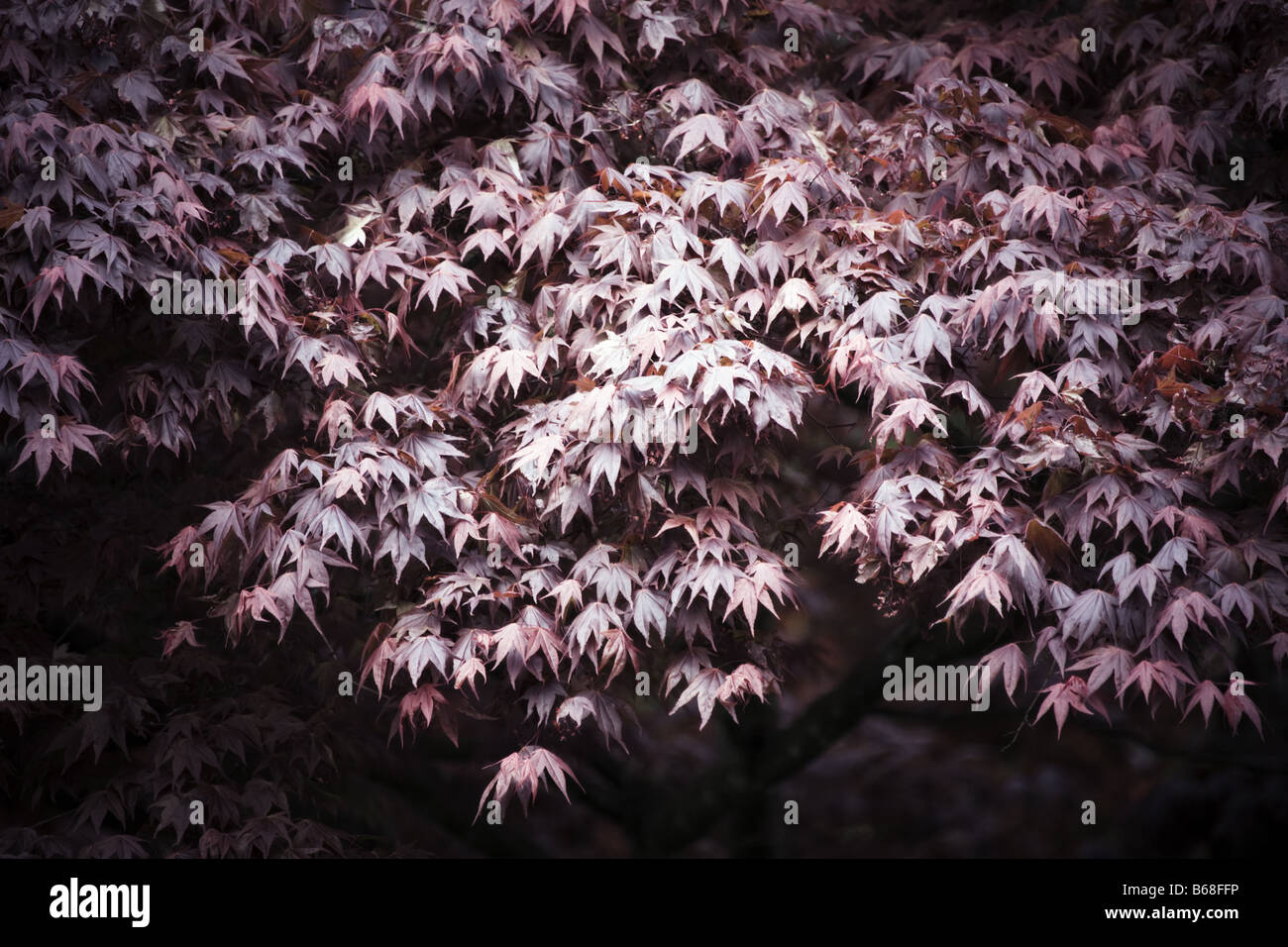 Japanese maple tree Stock Photo - Alamy