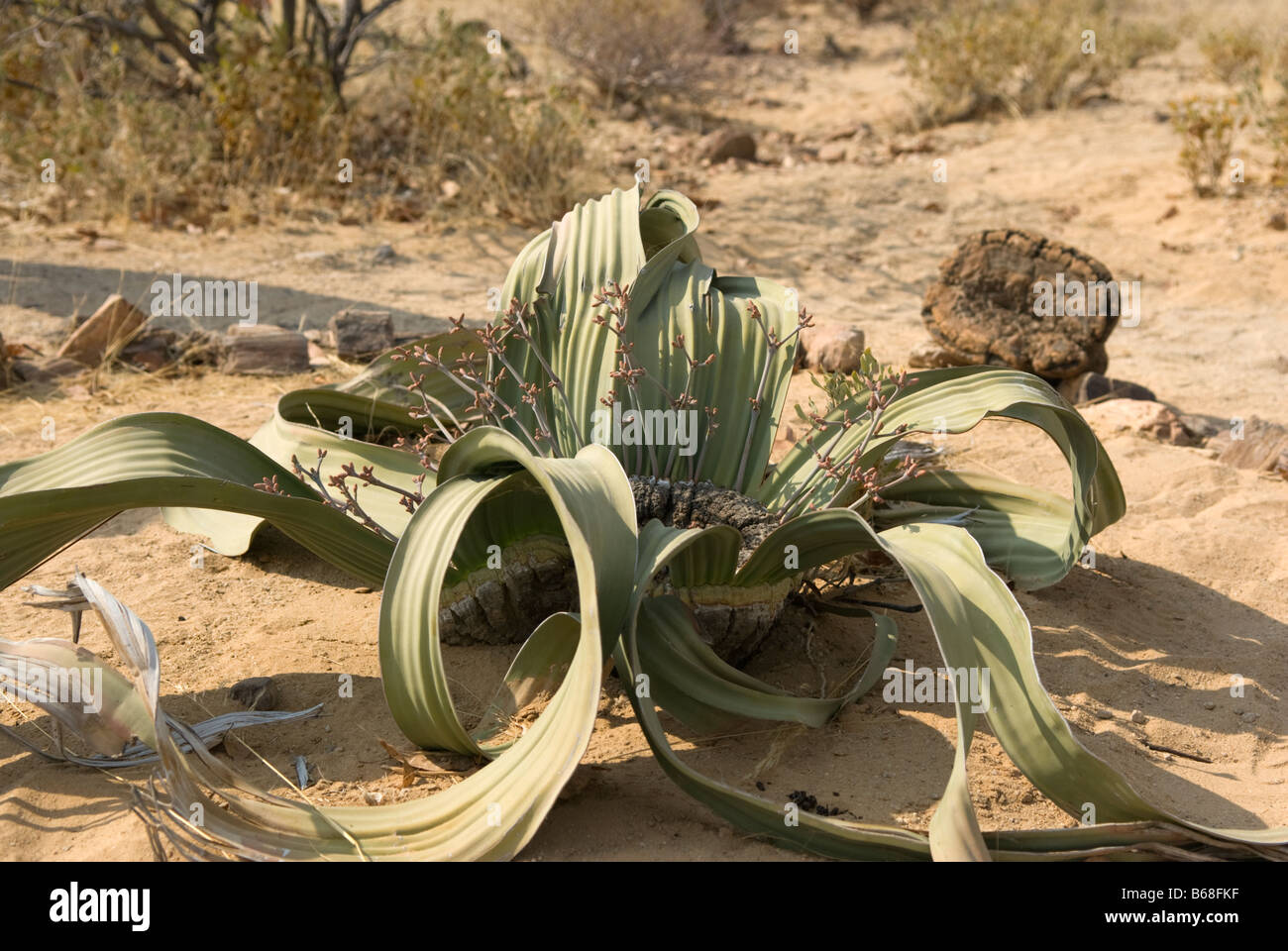 Welwitschia mirabilis desert plant, Damarland, Namibia Stock Photo - Alamy