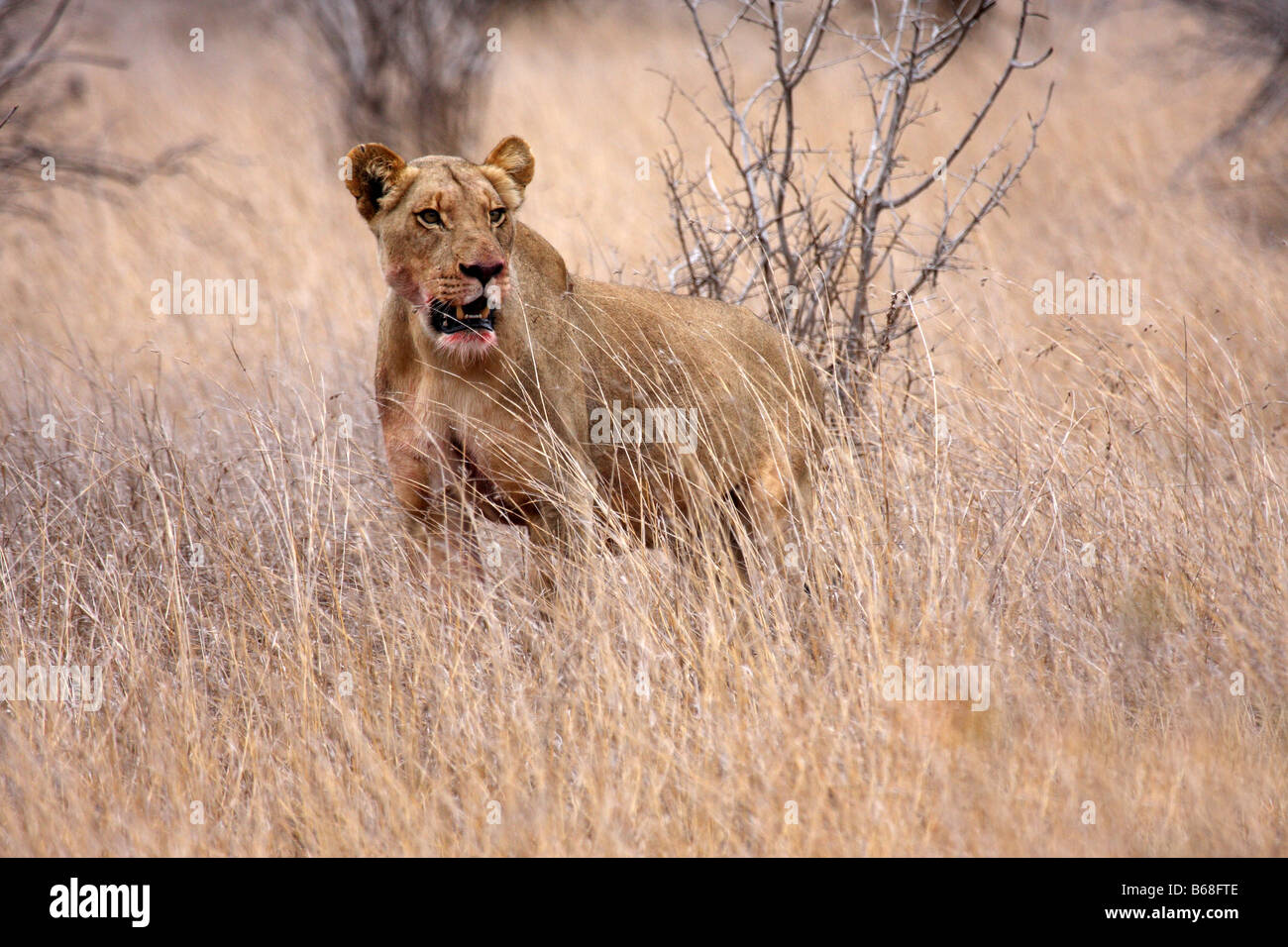 Lion with blood around mouth hi-res stock photography and images - Alamy