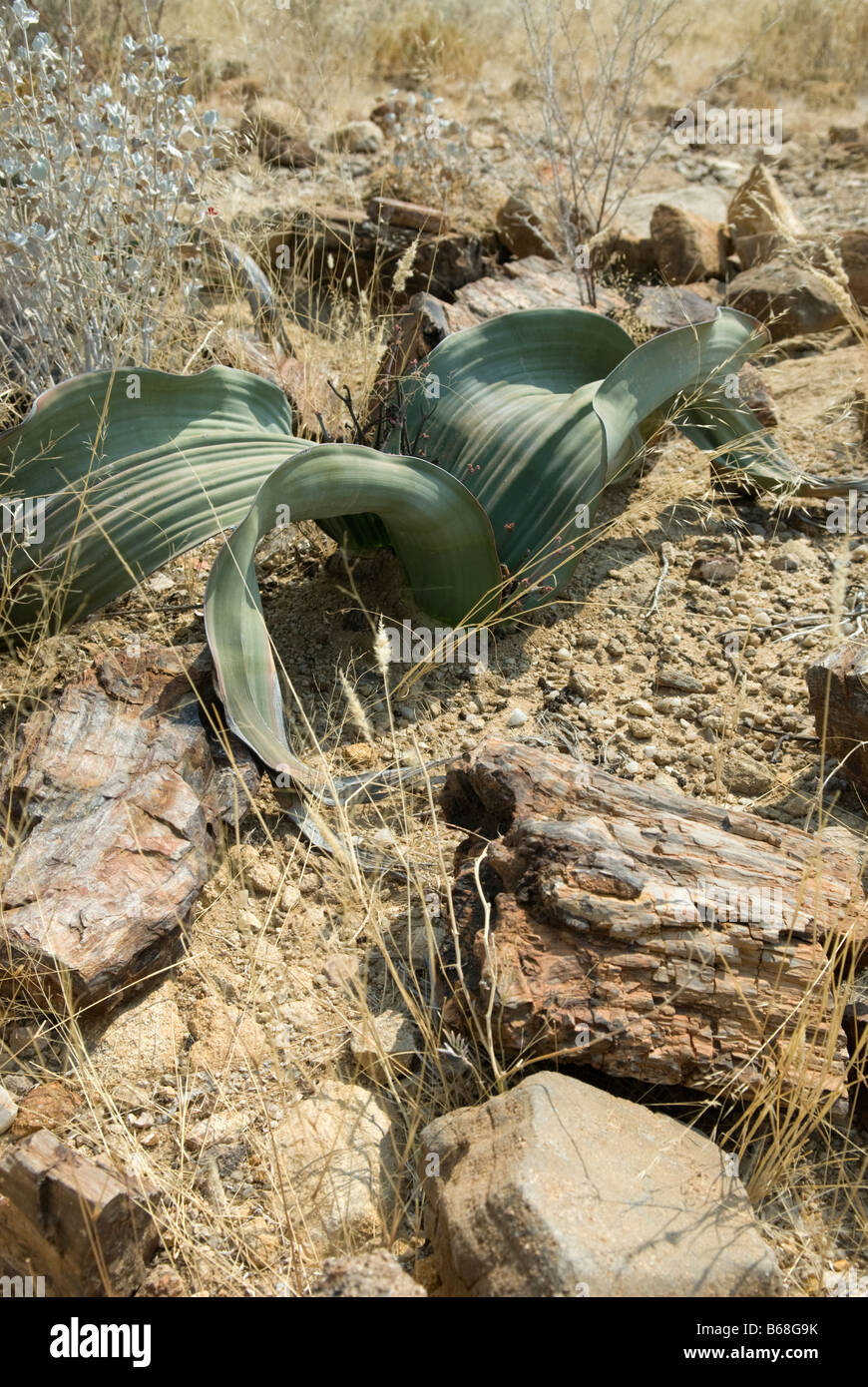 Welwitschia mirabilis desert plant, Damarland, Namibia Stock Photo - Alamy