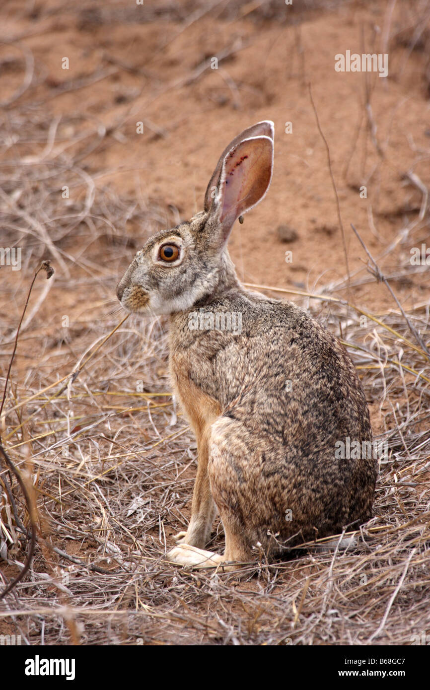 Scrub hare sitting Stock Photo - Alamy