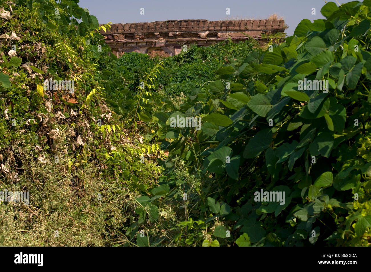 Jogi mahal ranthambore india hi-res stock photography and images - Alamy