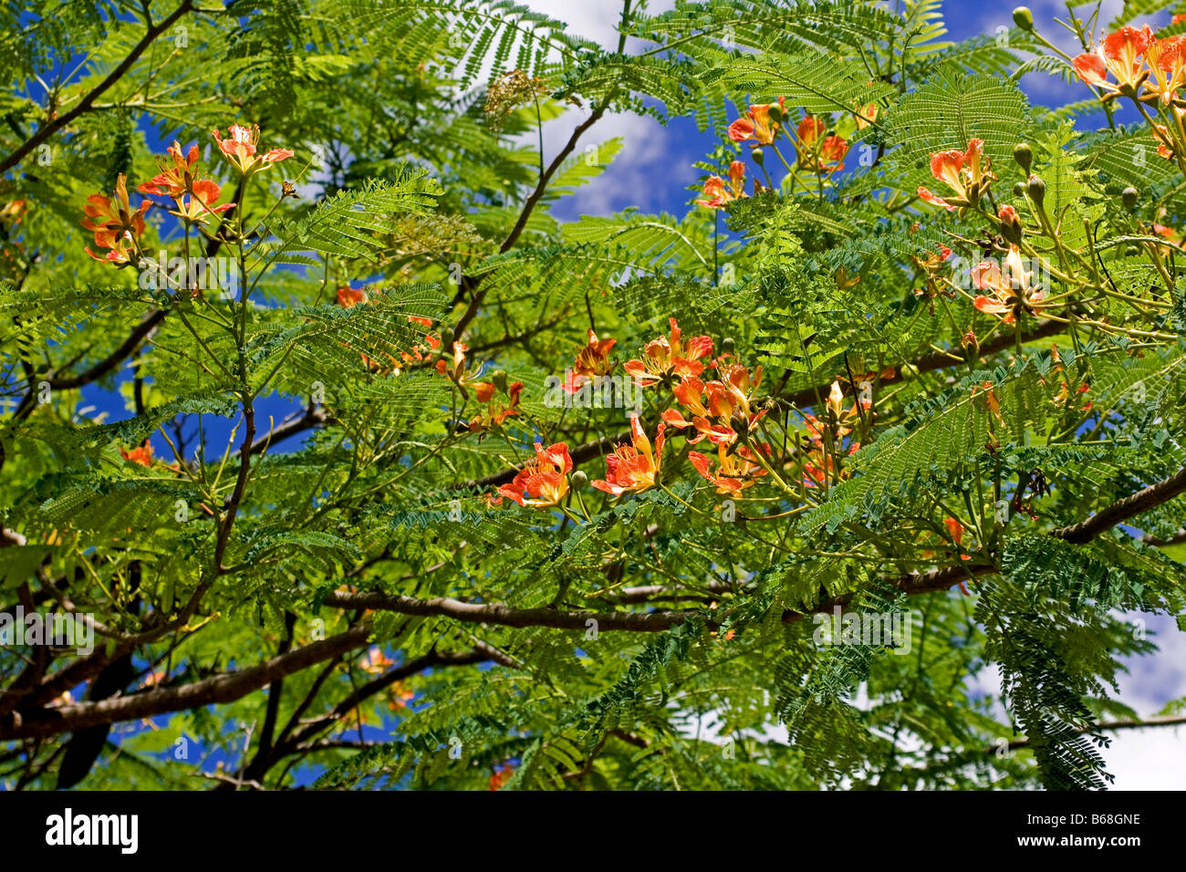 Royal Poinciana Flamboyant Flame Tree Stock Photos & Royal Poinciana ...