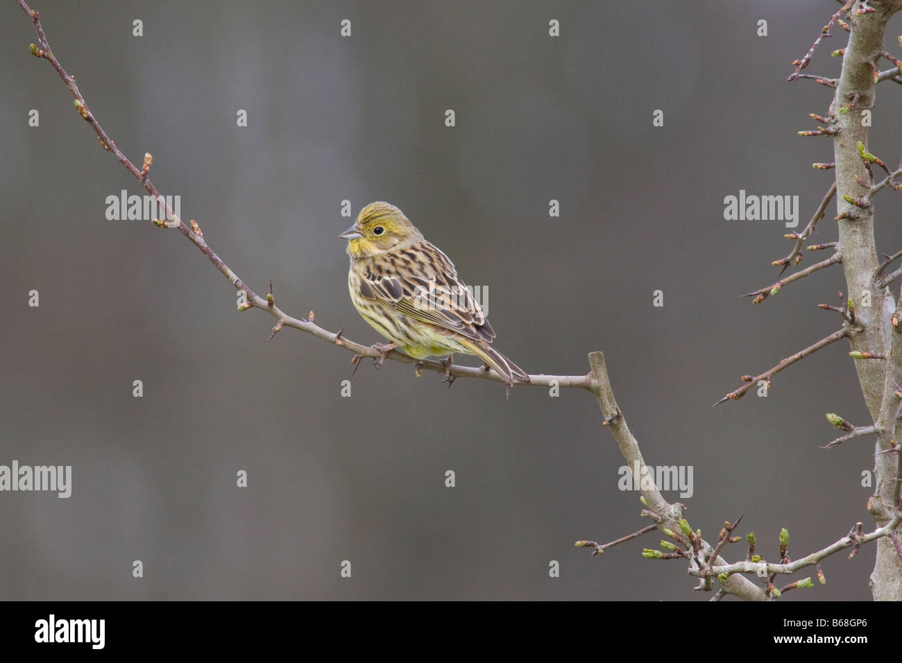 Female yellowhammer hi-res stock photography and images - Alamy