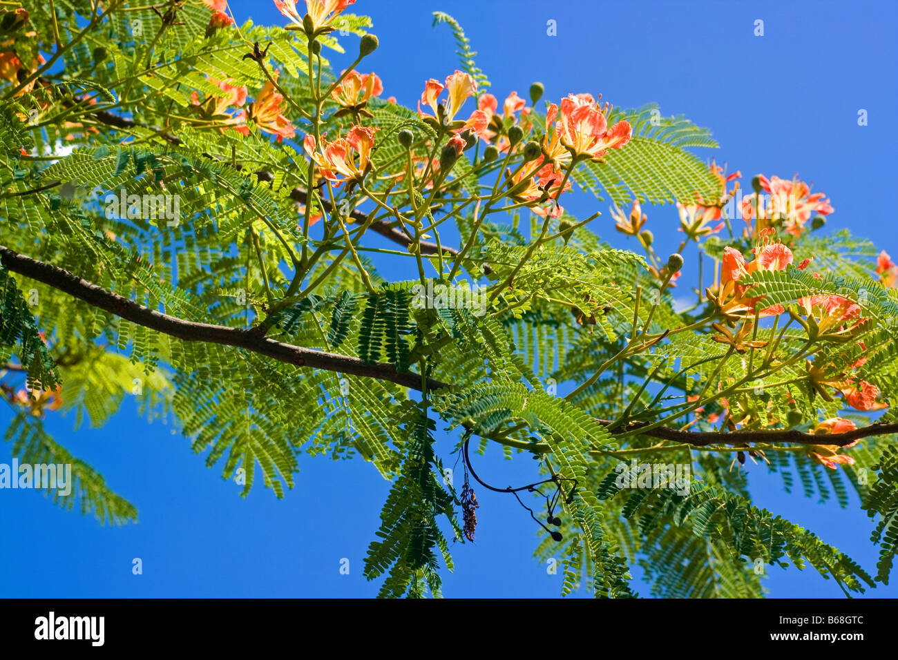 Flame tree delonix regia botanic hi-res stock photography and images ...