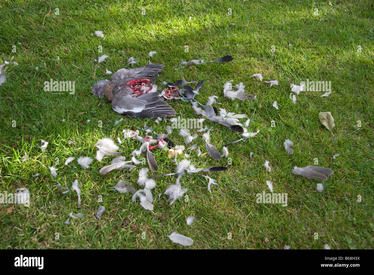 Remains of Wood Pigeon (Columba palumbus) Sparrowhawk kill Stock Photo ...