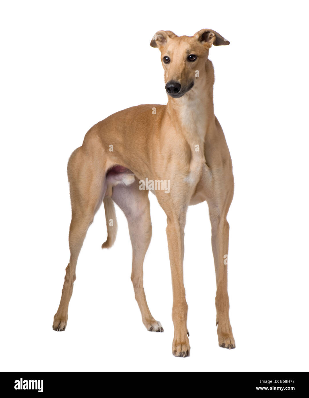 Greyhound 17 months in front of a white background Stock Photo - Alamy