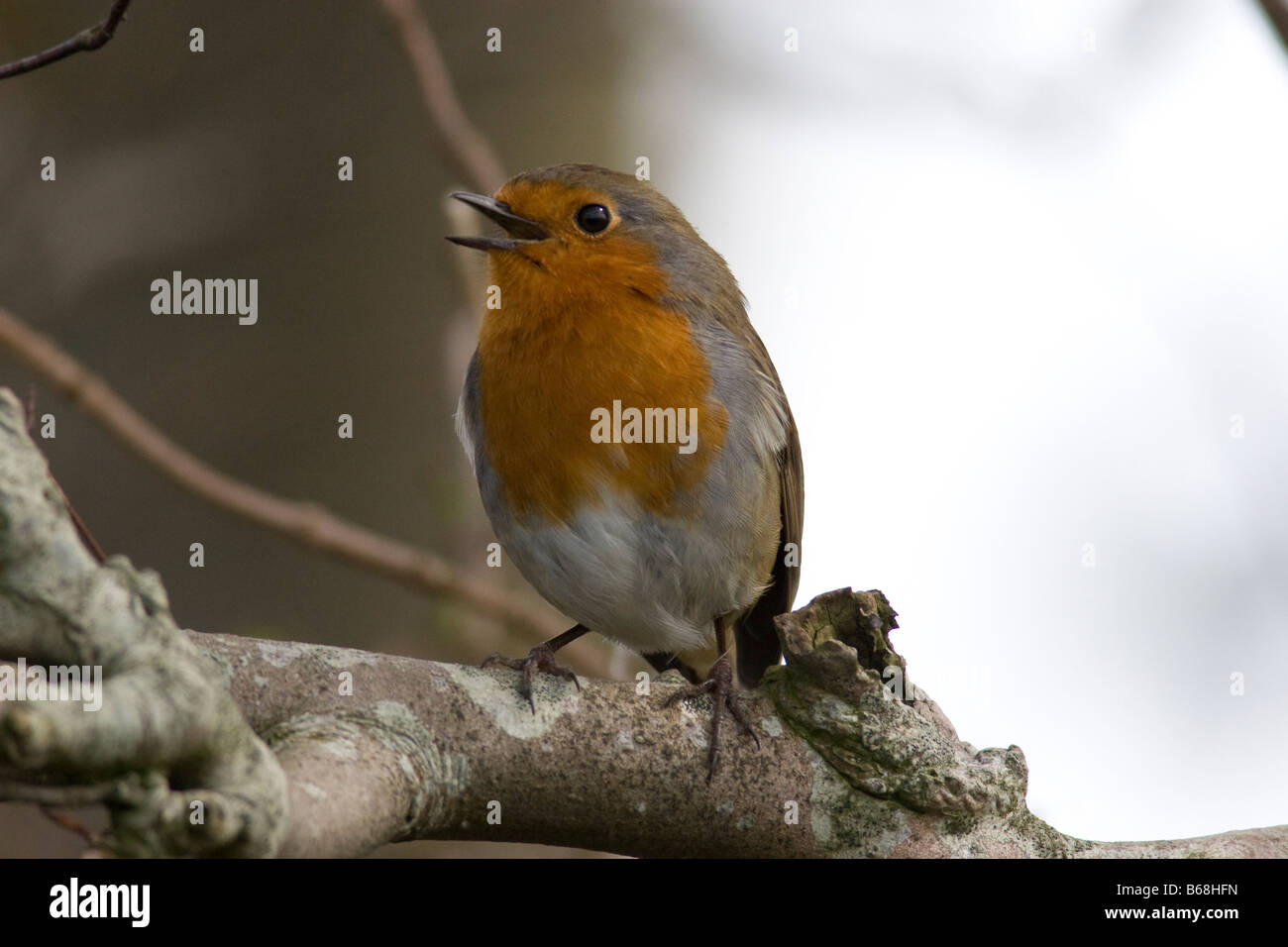 Robin beech hi-res stock photography and images - Alamy