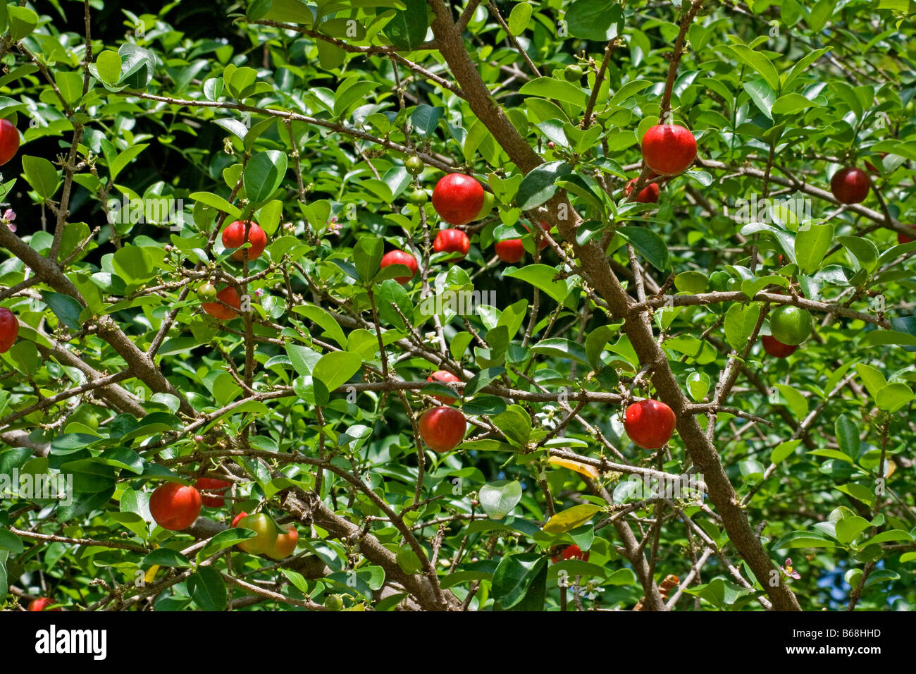 Acerola tree bearing fruit Stock Photo - Alamy