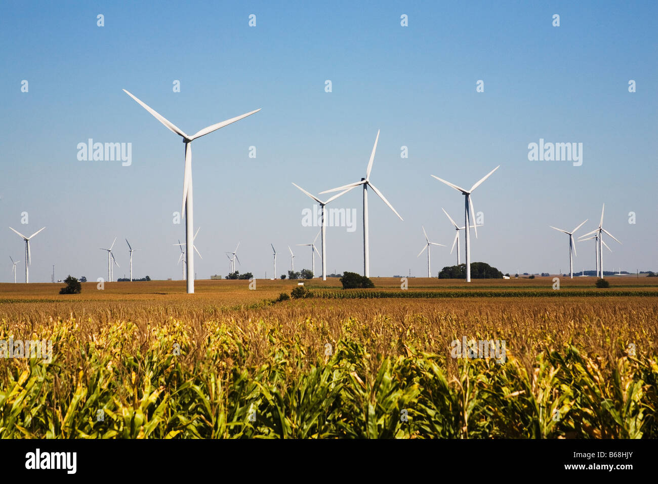 Corn fields illinois hi-res stock photography and images - Alamy