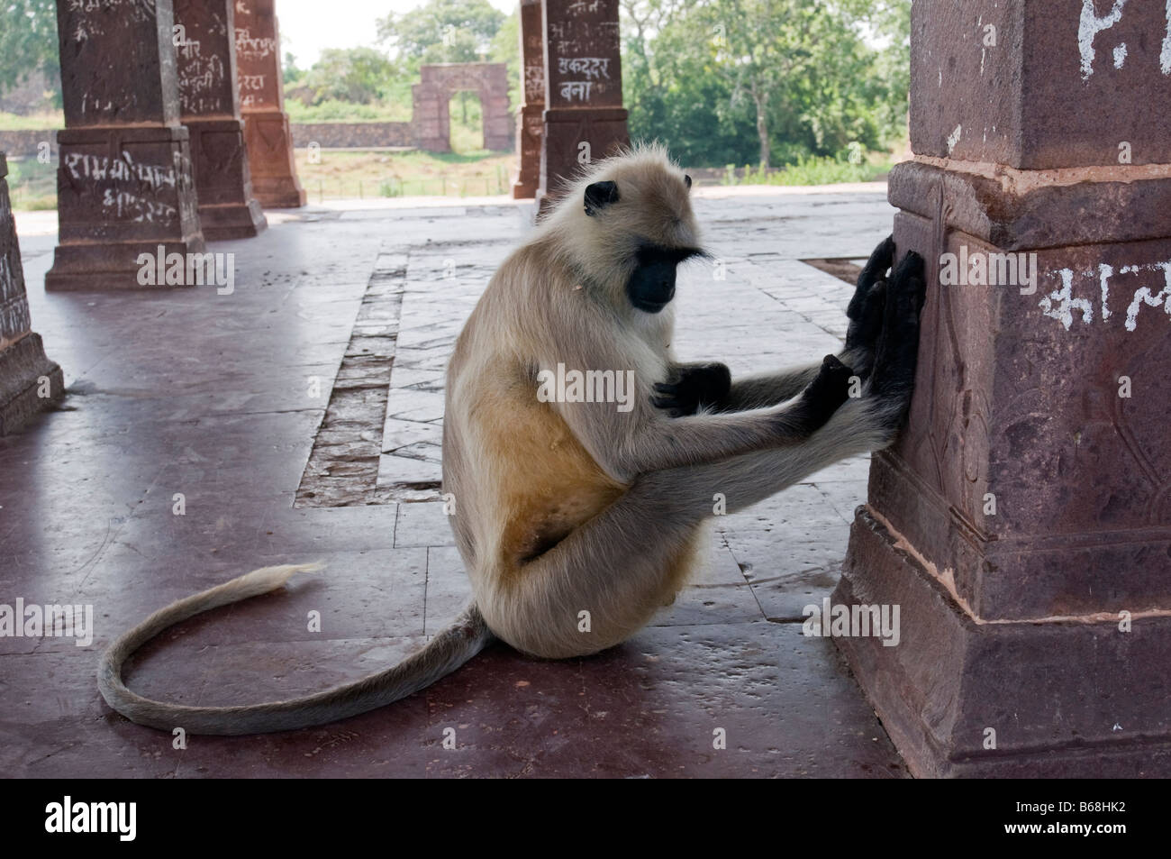 Jogi mahal ranthambore india hi-res stock photography and images - Alamy