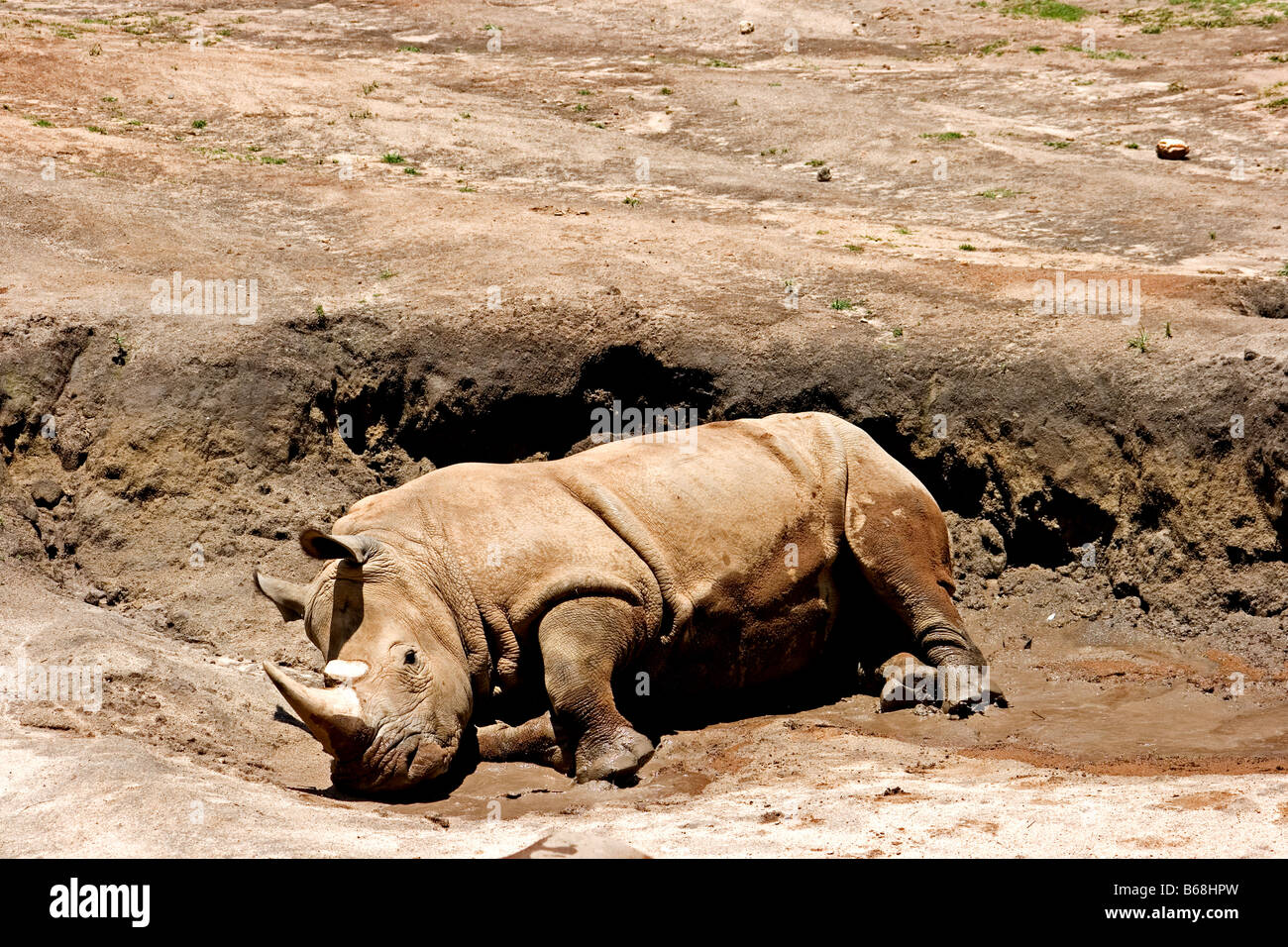 Rhinoceros simus hi-res stock photography and images - Alamy