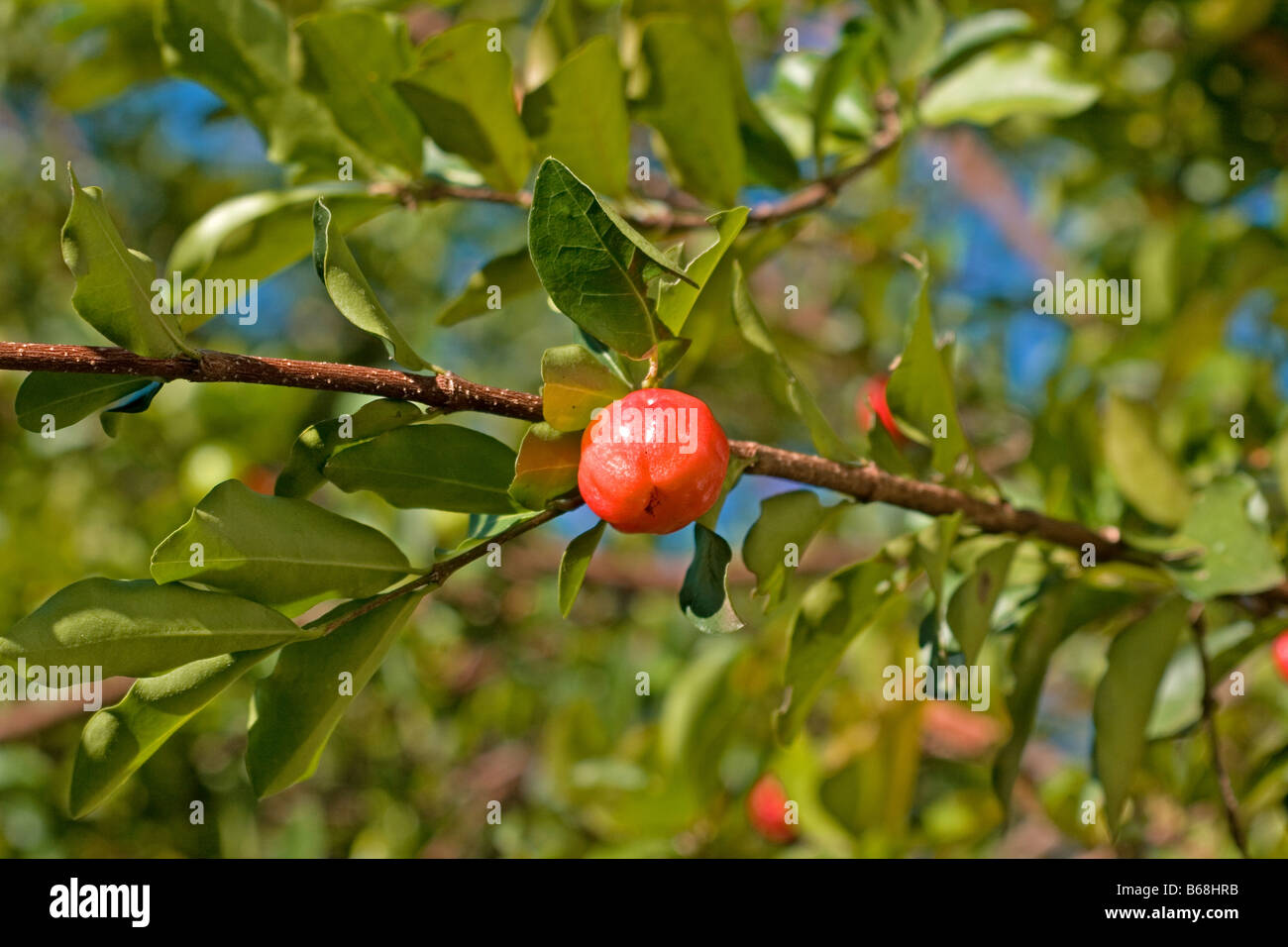 Acerola tree bearing fruit Stock Photo - Alamy
