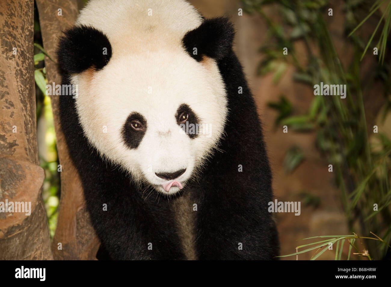 High angle view of a panda, Xiangjiang Safari Park, Guangzhou ...