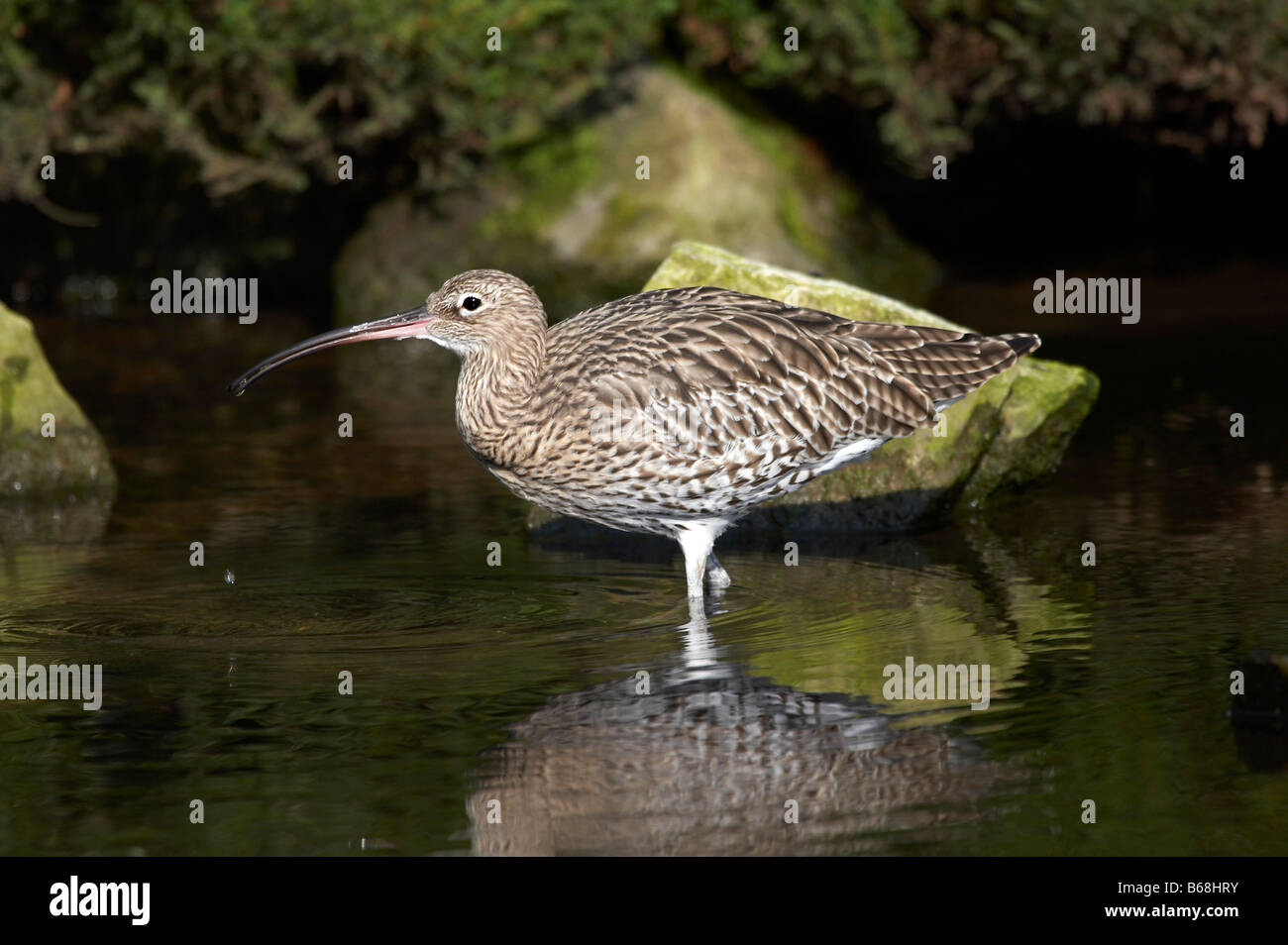 Eurasian curlew hi-res stock photography and images - Alamy