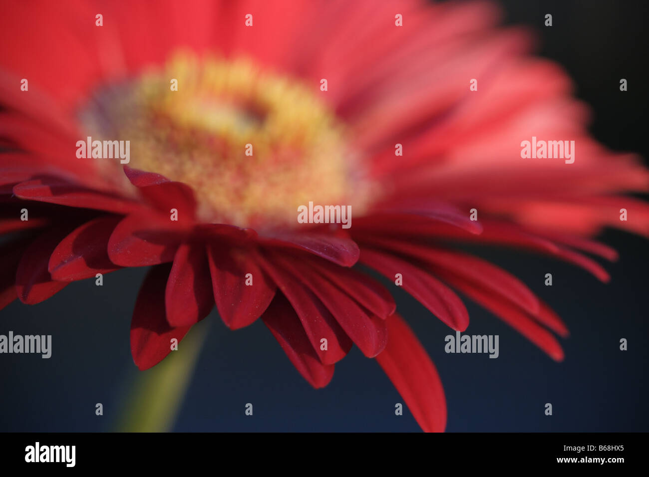 red Gerbera daisy flower Stock Photo - Alamy