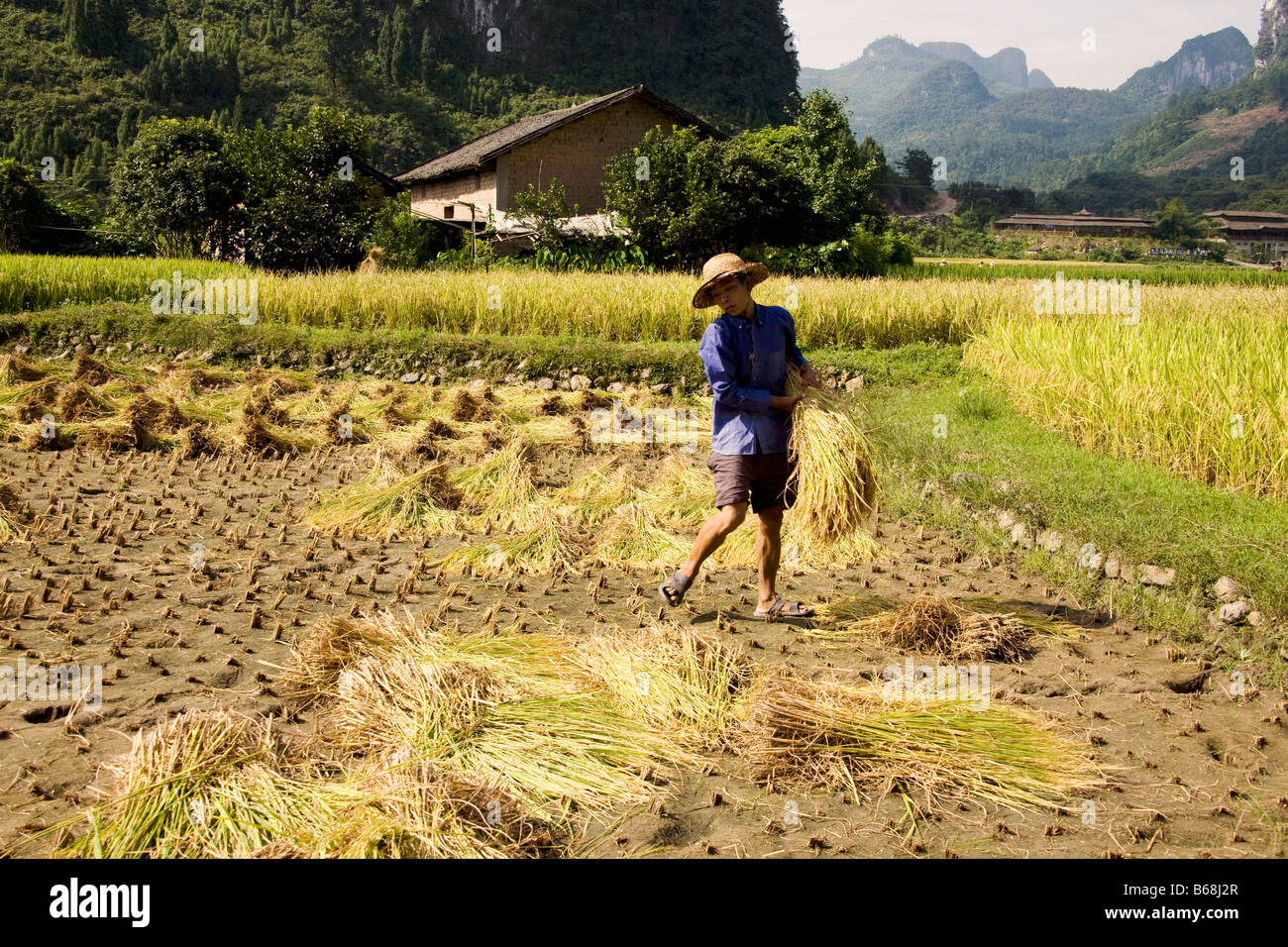 China rice paddy worker hi-res stock photography and images - Alamy