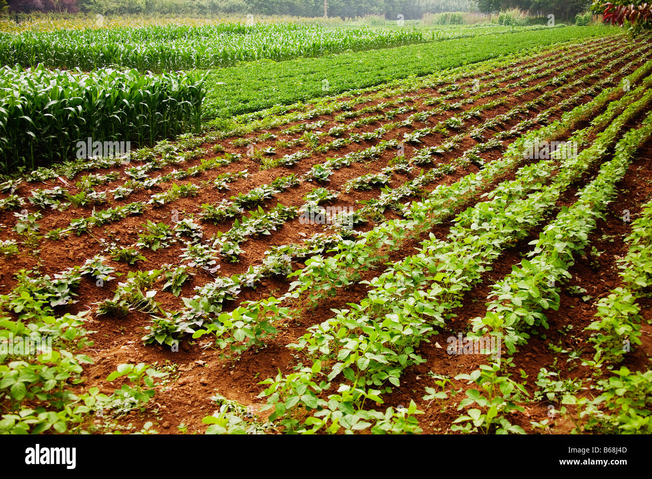 Potato crop in a field, Zhigou, Shandong Province, China Stock Photo ...
