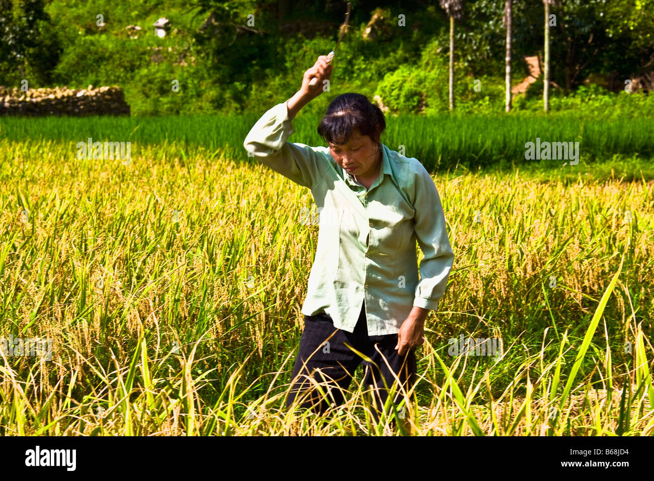 China rice paddy worker hi-res stock photography and images - Alamy