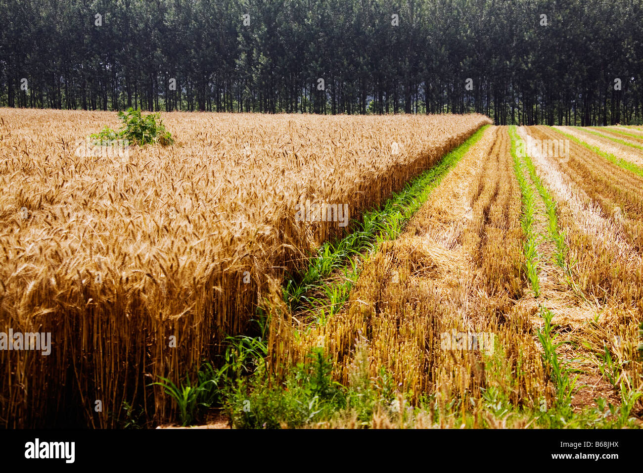Wheat crop in a field hi-res stock photography and images - Alamy