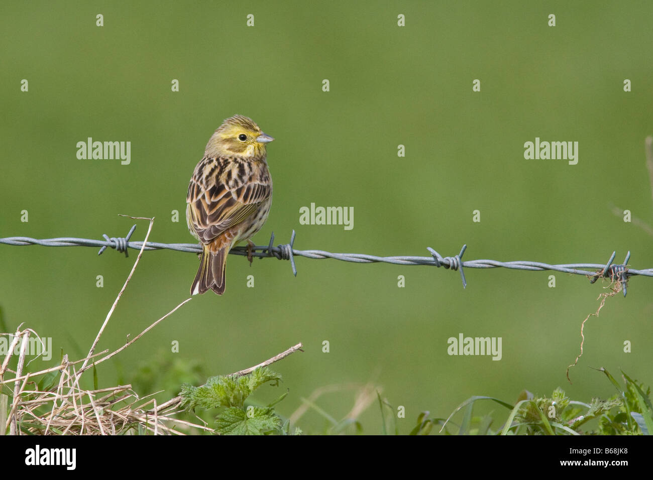 Female Yellowhammer (Emberiza citrinella) sitting on barbed wire fence ...