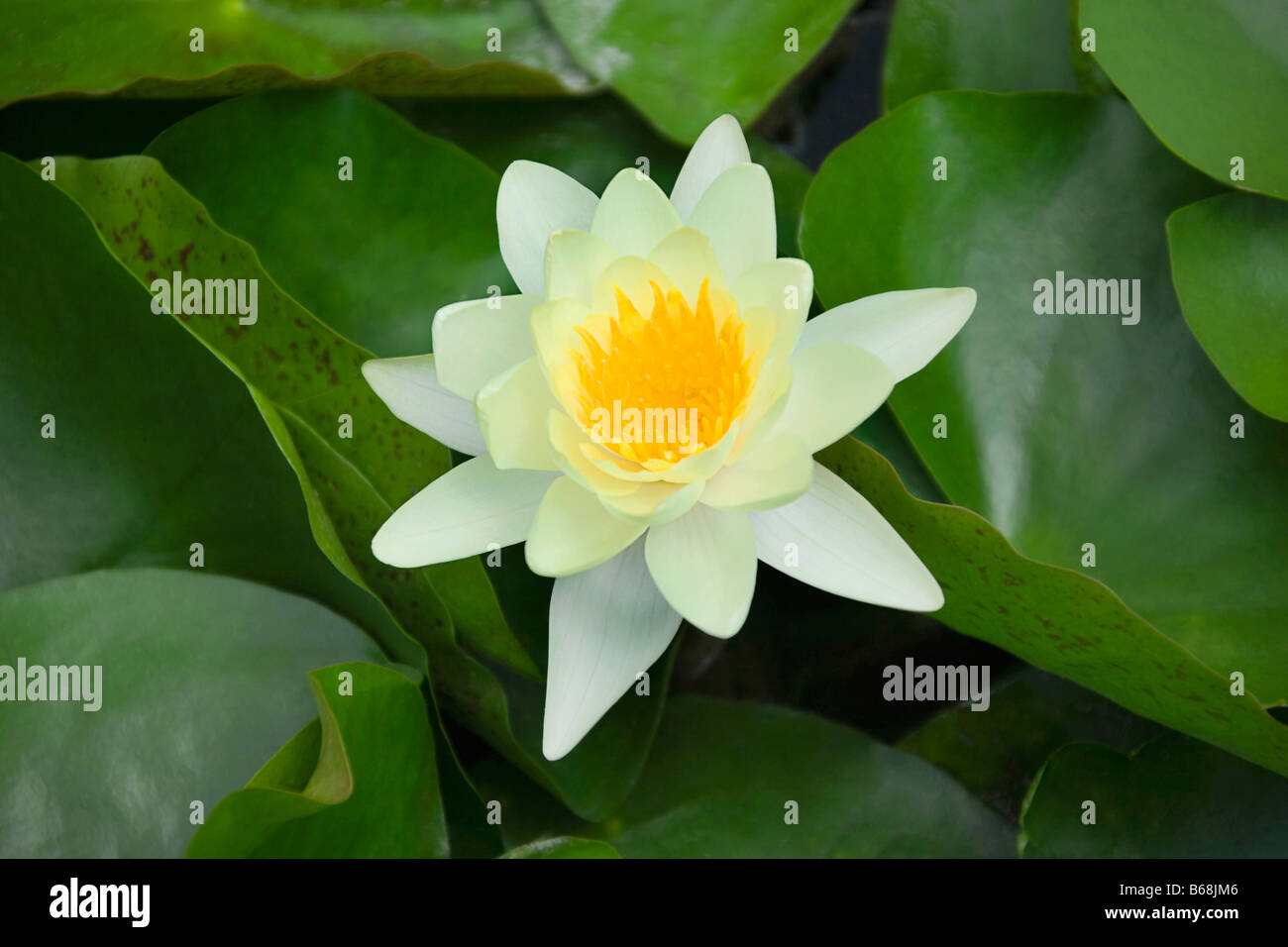 Water lily china hi-res stock photography and images - Alamy