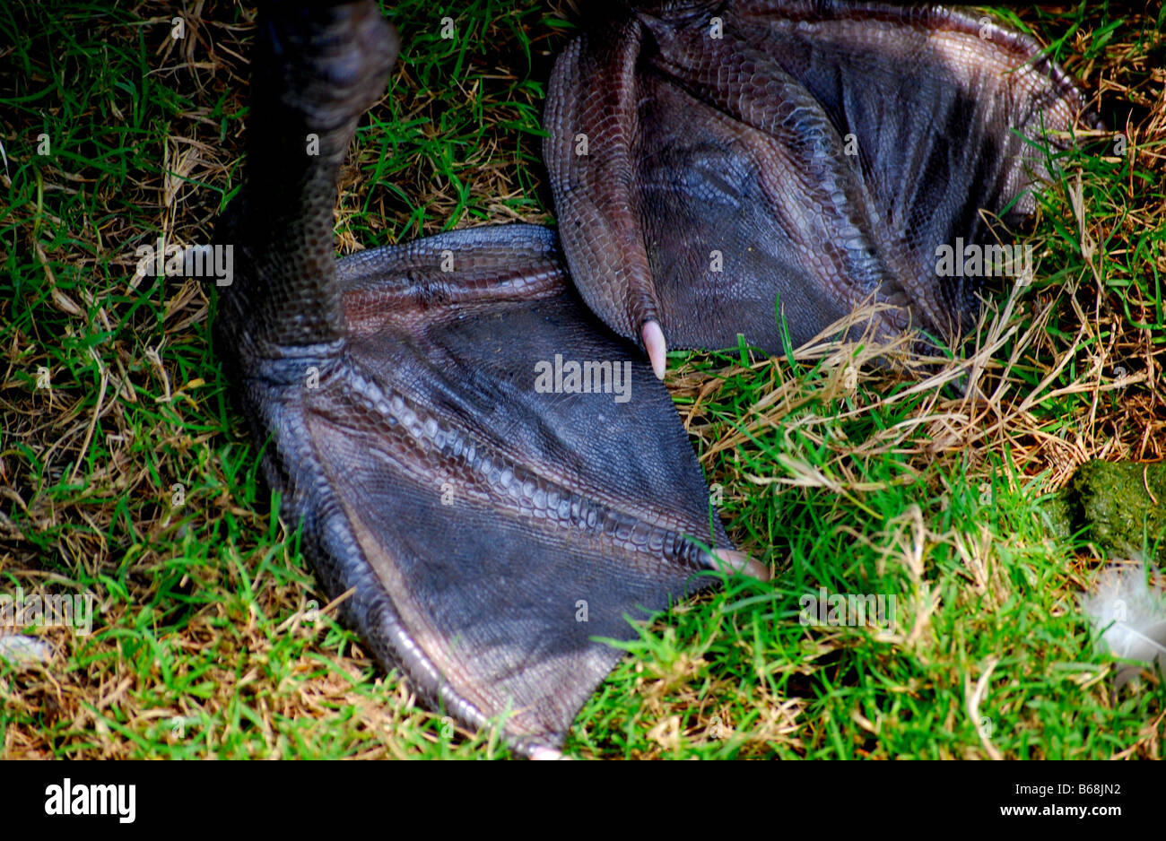 Duck feet hi-res stock photography and images - Alamy