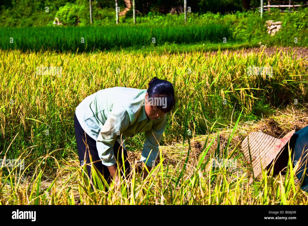 China rice paddy worker hi-res stock photography and images - Alamy