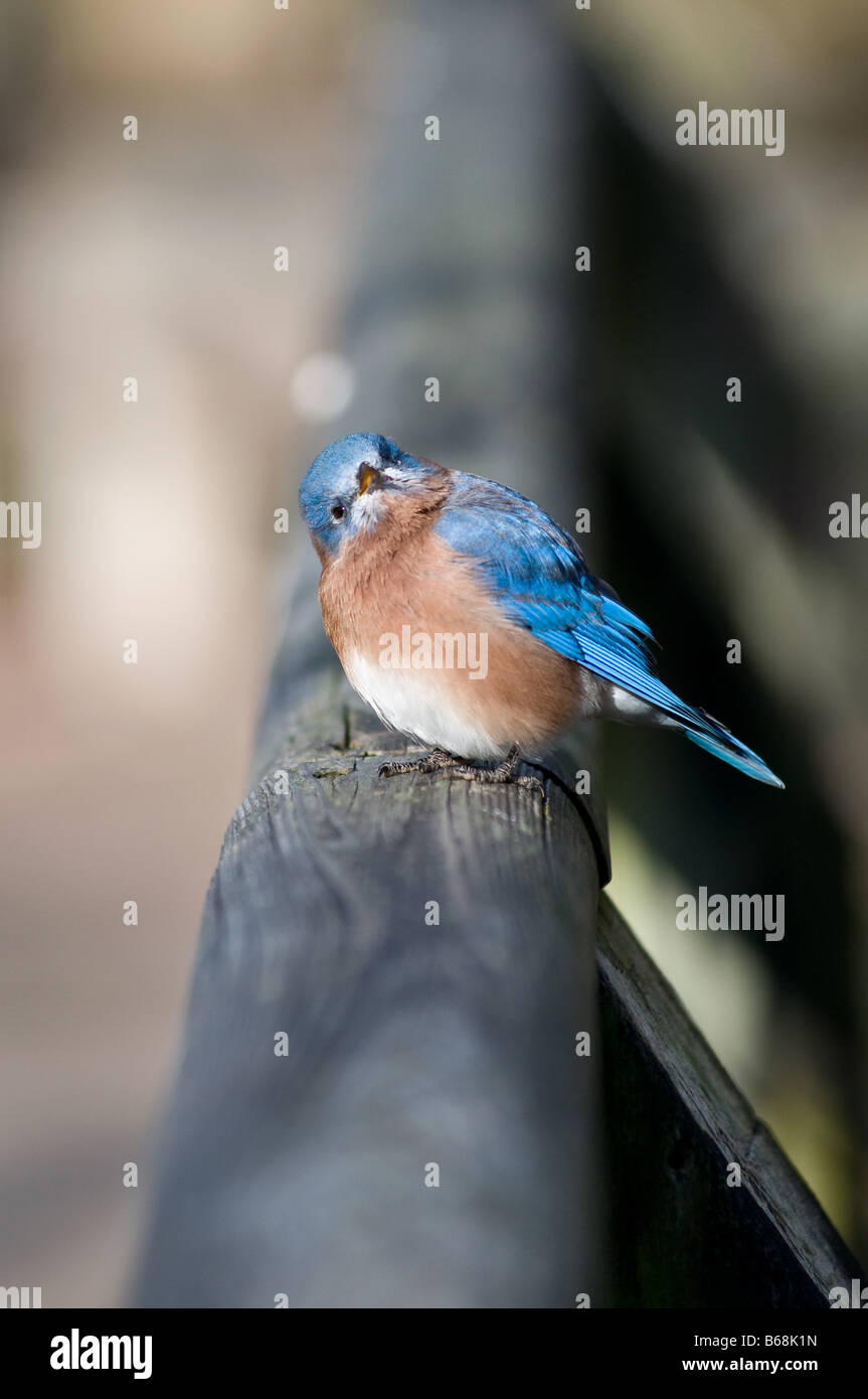 Bird sat on fence hi-res stock photography and images - Alamy