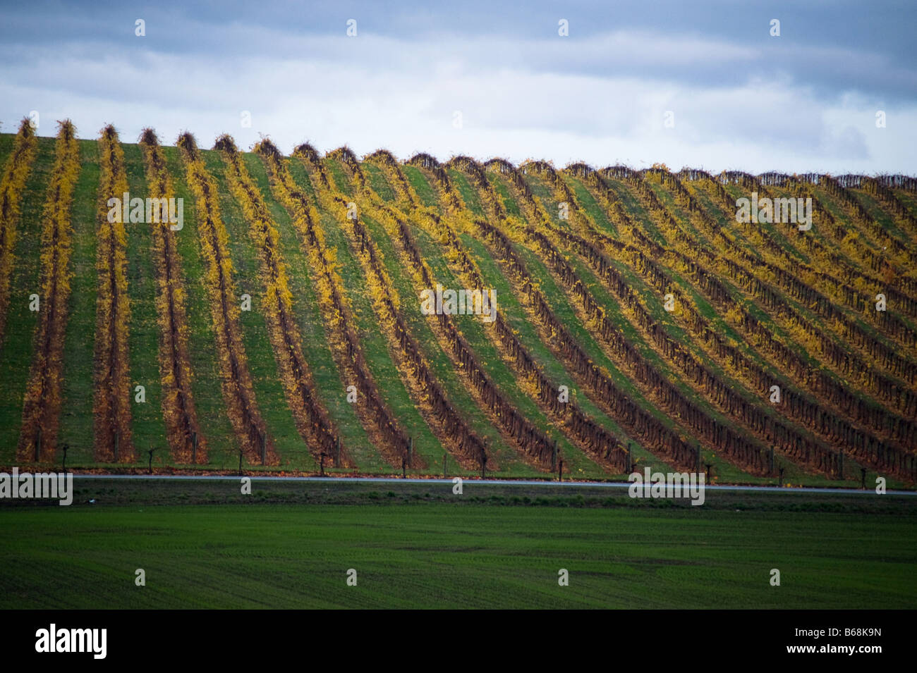 Vineyard in yellow autumnal colors with a road and fields of grass ...