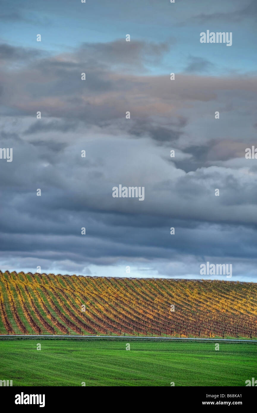 Vineyard in yellow autumnal colors with a road and fields of grass ...