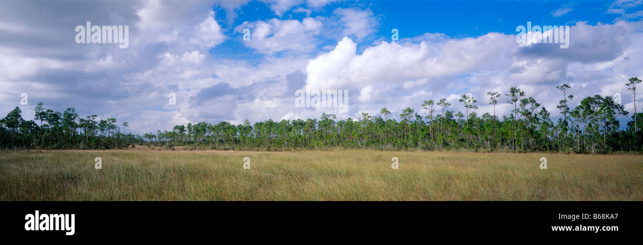 Everglades National Park, Florida, sawgrass marsh meets pinelands ridge ...