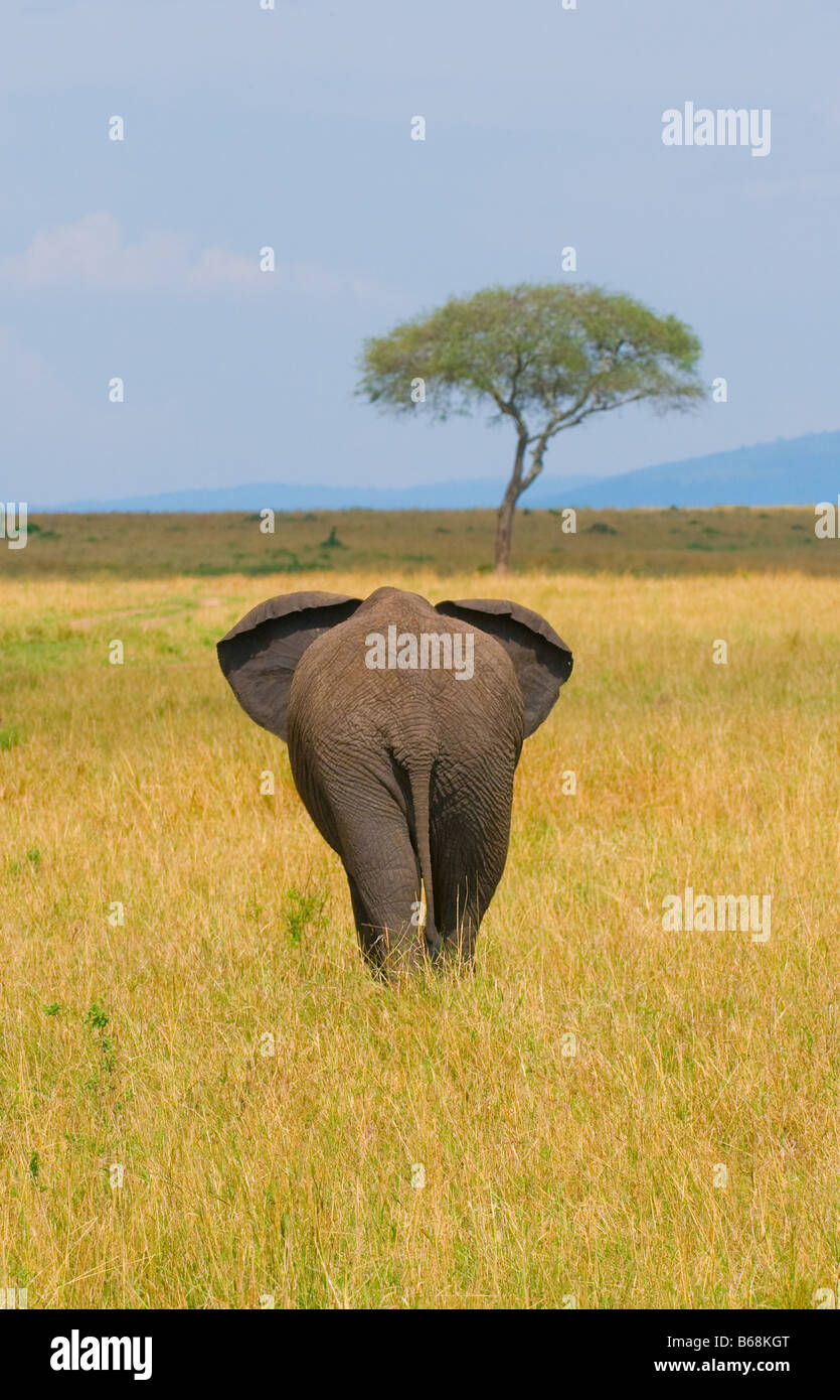 Elephant ear tree hi-res stock photography and images - Alamy