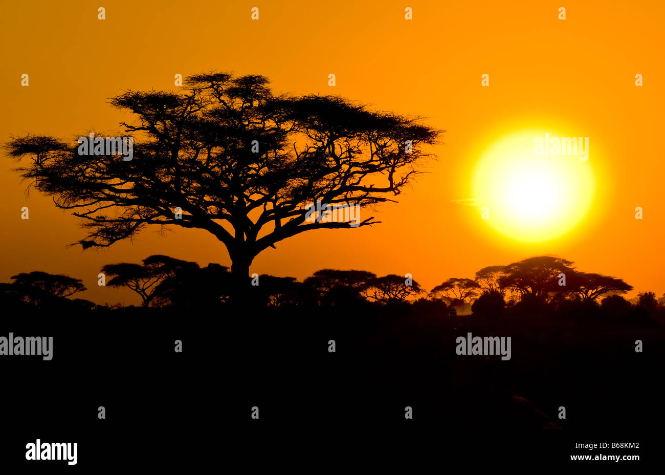 Acacia trees in sunset in amboseli national park in kenya hi-res stock ...