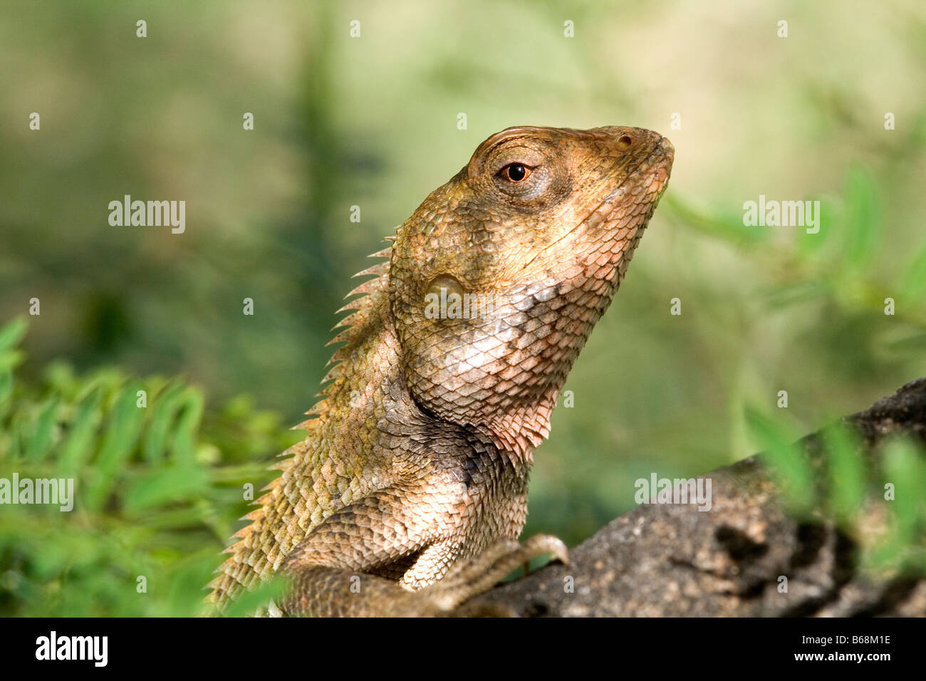 Mauritius lizard hi-res stock photography and images - Alamy