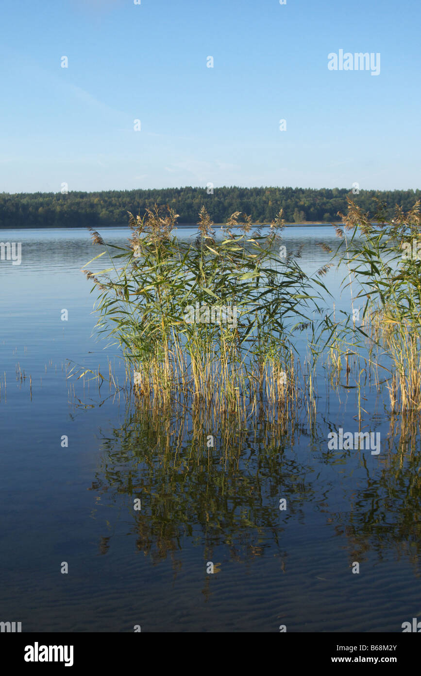 Reed horizon hi-res stock photography and images - Alamy