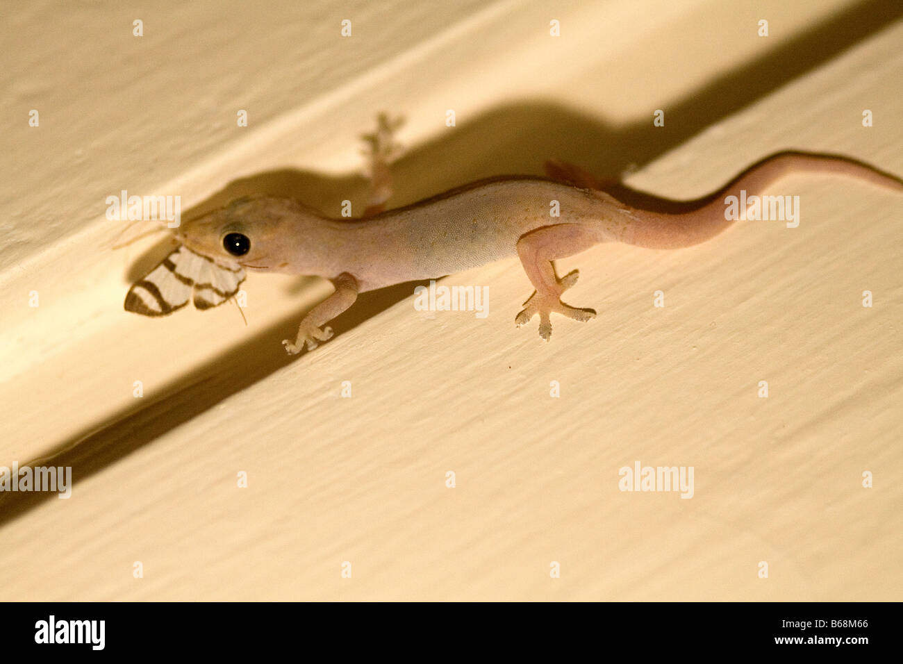 Night gecko (Nactus durrelli) eating a moth on the ceiling Stock Photo ...
