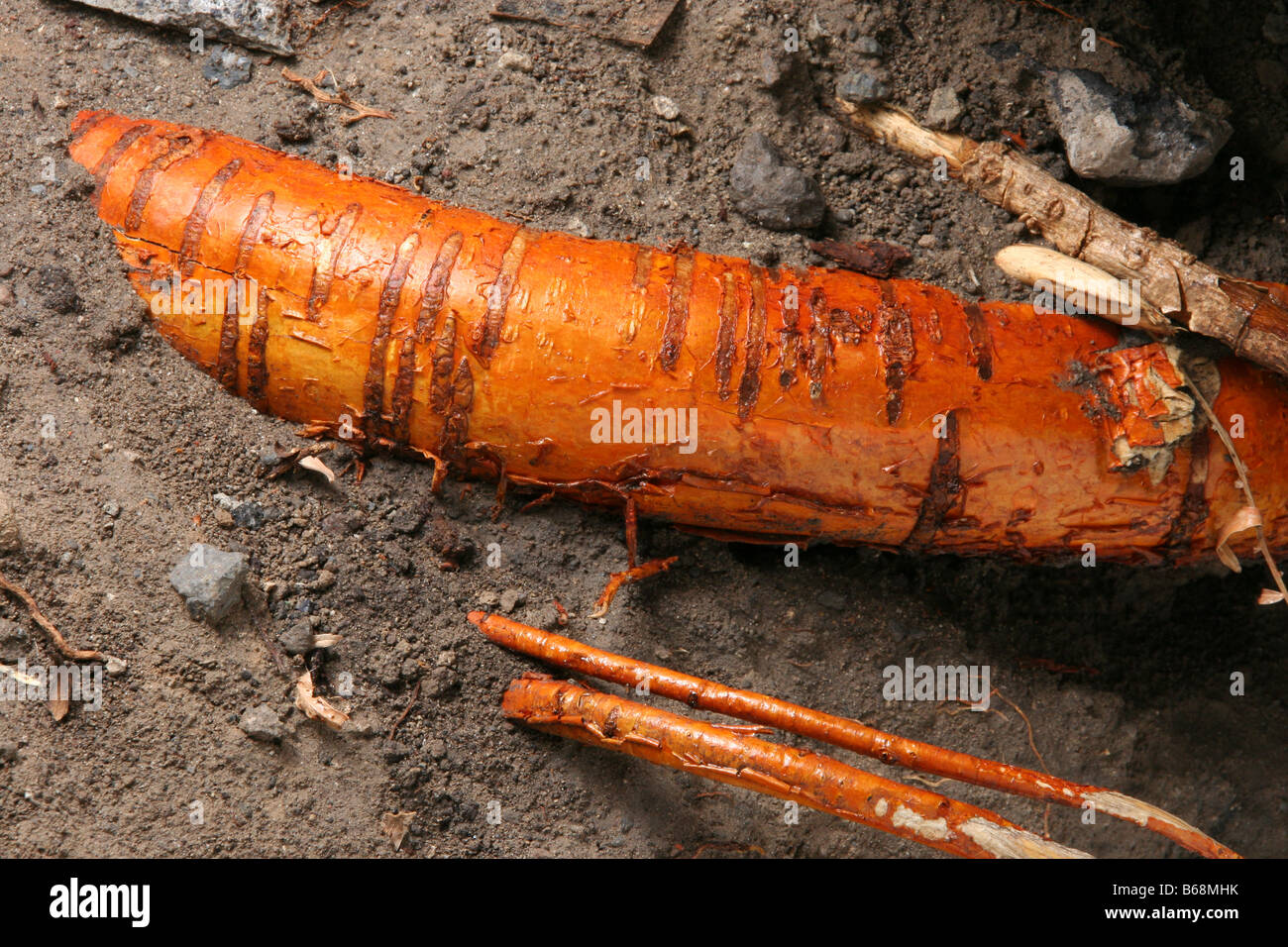 Root and ground texture hi-res stock photography and images - Alamy