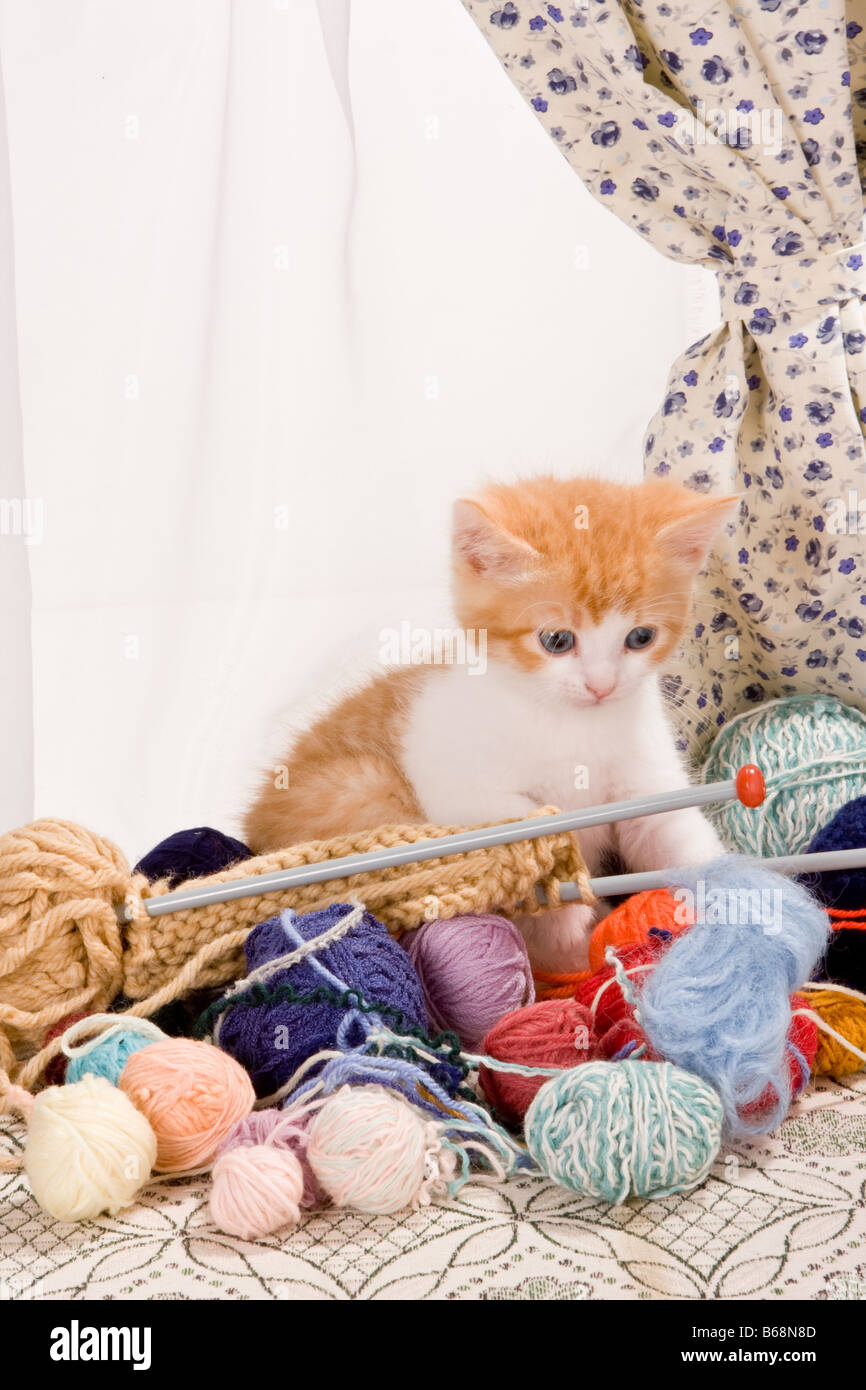 Kitten playing wool ball hi-res stock photography and images - Alamy